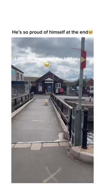 Doggo scared of the bridge - Meme by daizehyug :) Memedroid