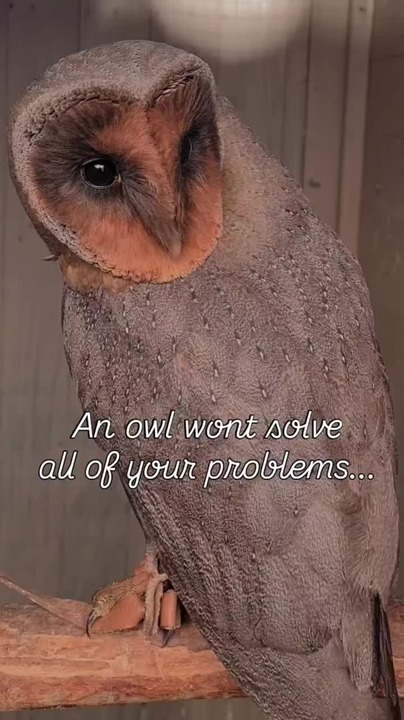 An owl would solve my problems - Meme by Grug :) Memedroid