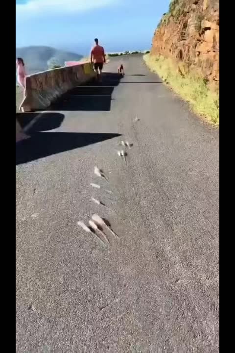 Pampas grass - Meme by Cliffy_99 :) Memedroid