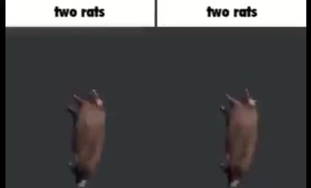 rata - Meme subido por deleted_8baf8ce61f1 :) Memedroid