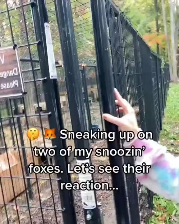 Foxes are always laughing - Meme by SlashExtreme :) Memedroid