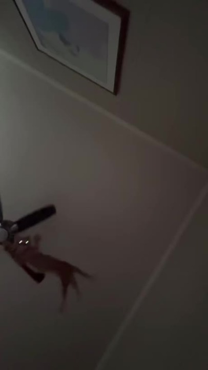 Flying cat - Meme by imROYAL :) Memedroid