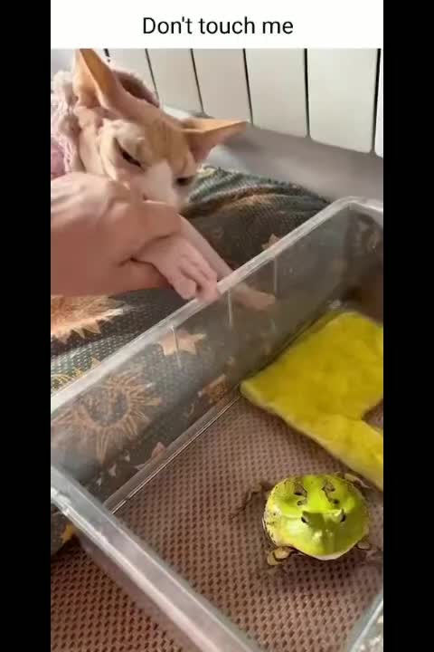 That cat will never touch it again - Meme by Cliffy_99 :) Memedroid