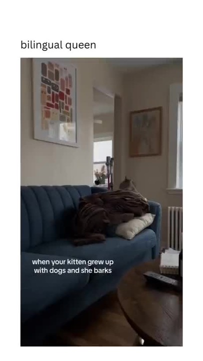 Bilingual cat - Meme by BenBluel :) Memedroid