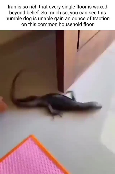 This dog discovered Iran’s floors are too powerful - Meme by yagash :) Memedroid