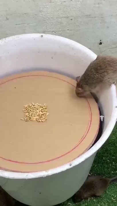 Mouse trap - Meme by FarAway90 :) Memedroid