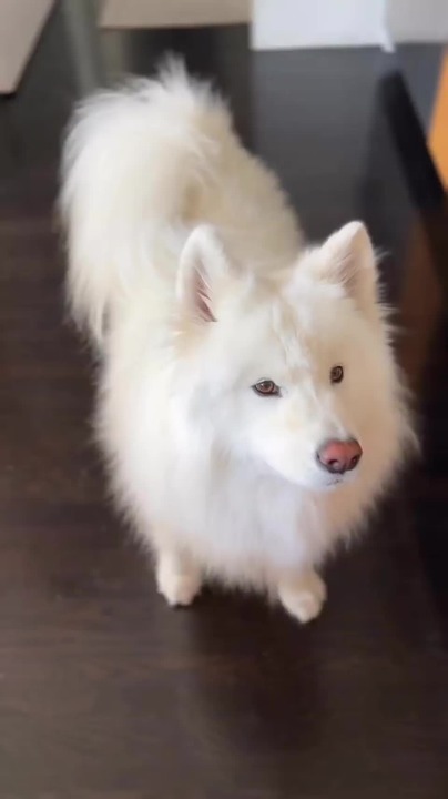 A very loquacious dog - Meme by schizoidman :) Memedroid