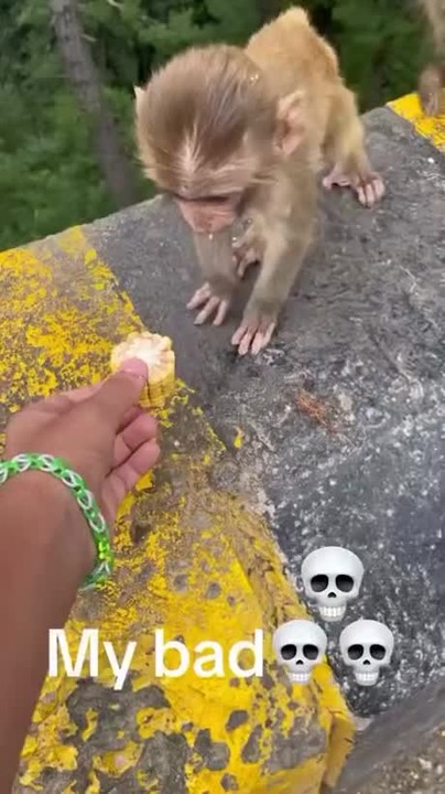 Mono está tan confundido que se hiere a si mismo - Meme subido por luchito_gmez :) Memedroid