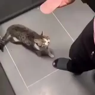 Morsomme Memes For Ham Best Funny Ham Memes 9GAG
