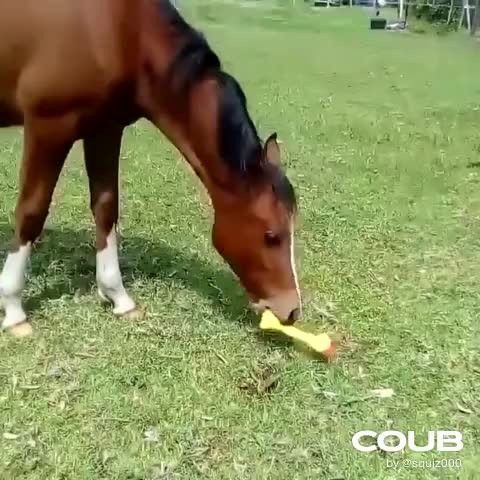 Chicken - Meme by BrainlessGuyReturns :) Memedroid