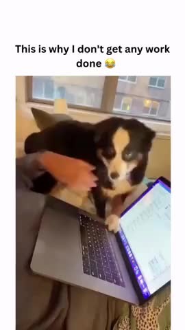 Attention seeking dog - Meme by whykane :) Memedroid