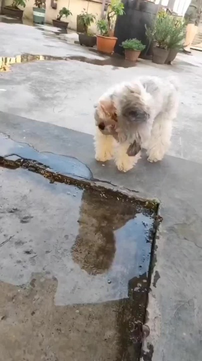 How did you get in there - Meme by tamikins123 :) Memedroid