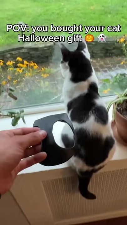 Batcat is here - Meme by hybridsense153 :) Memedroid