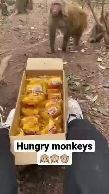 MONOS - Meme subido por Elixo :) Memedroid