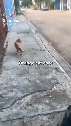 Gato naranja recopilacion - Meme subido por ariel_ytb :) Memedroid