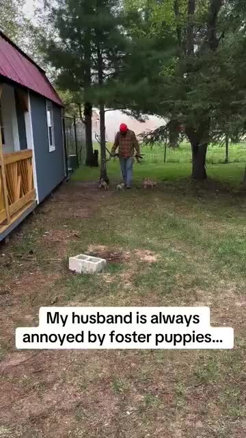 Foster puppies 1 - Husband 0 - Meme by battlefrontford :) Memedroid