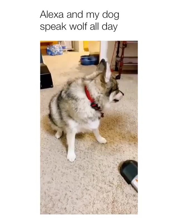 Alexa dog communication - Meme by MemeTheVersed :) Memedroid