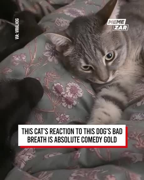 Cat's reaction to the dog's bad breath - Meme by daizehyug :) Memedroid