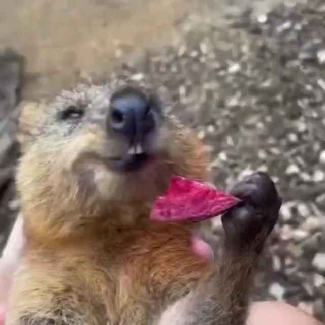 If you've had a bad day, here's a Quokka eating beetroot. - Meme by ...
