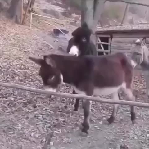 Smart donkey - Meme by SlashExtreme :) Memedroid