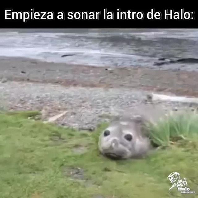 Foca - Meme subido por TacodRamirezMW2momos :) Memedroid