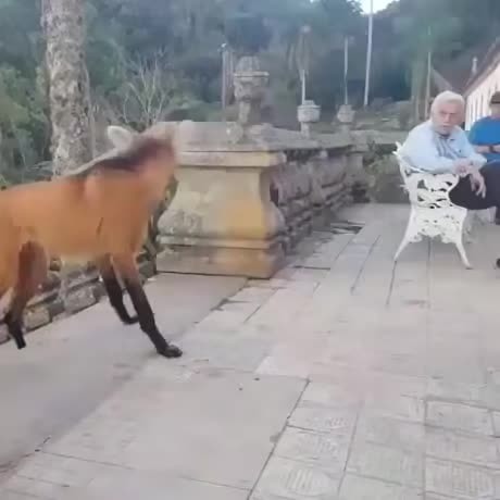 Maned wolf - Meme by 1Kingsith :) Memedroid