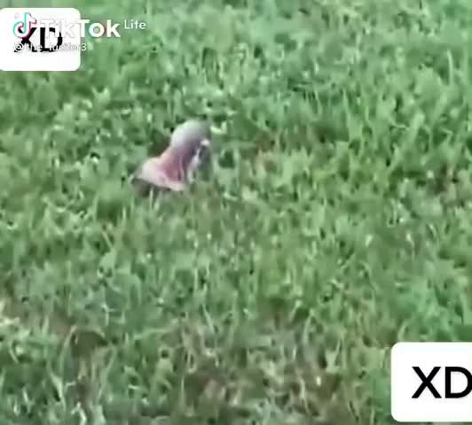 chavito endemoniado - Meme by msbaconman12 :) Memedroid