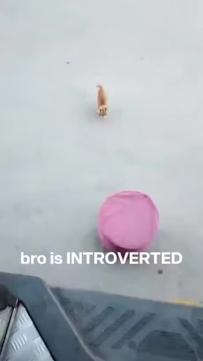 Very smol kitten - Meme by imROYAL :) Memedroid