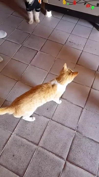 Kat - Meme subido por Lt.David :) Memedroid