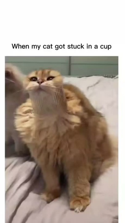 Cat stuck in a cup - Meme by Erwinbeencanceled :) Memedroid