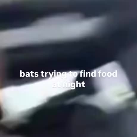 Bats trying to find food at night - Meme by moldnugget :) Memedroid