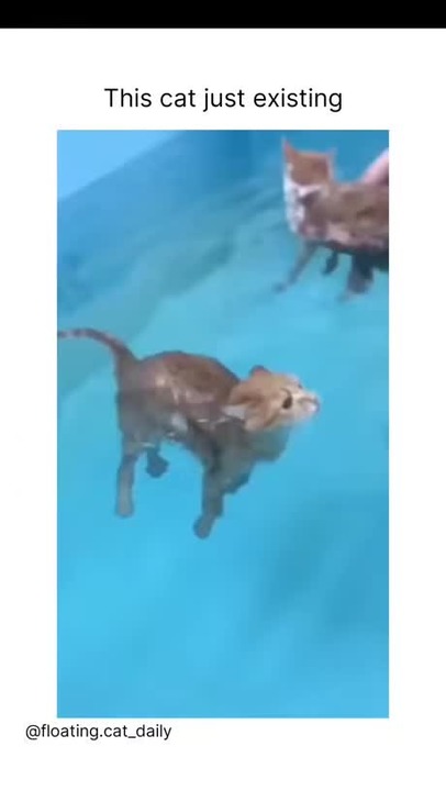 Existing cat - Meme by tivoxx :) Memedroid