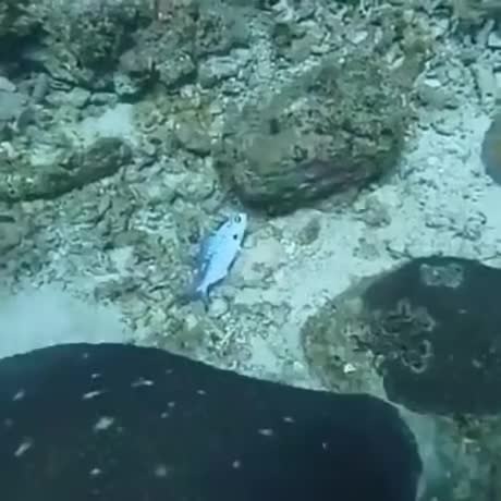 Pescado se estaba ahogando - Meme subido por sebas7u6 :) Memedroid