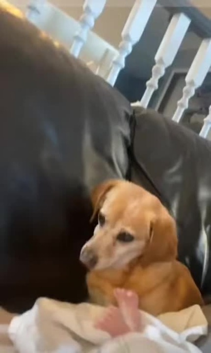 Dog passes away after smelling the crap - Meme subido por schizoidman ...