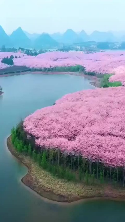 Beautiful blossom garden in China - Meme by FuzzyGrim :) Memedroid