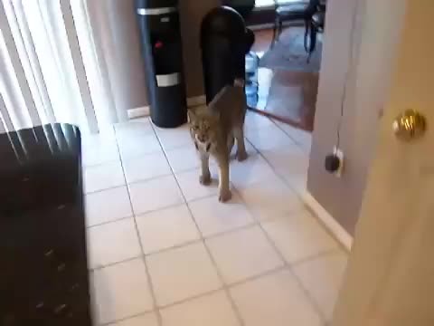 There's a lynx inside the house - Meme by Baiast :) Memedroid