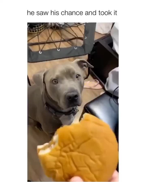 Bite a lil bit - Meme by PASSWORD123456789 :) Memedroid