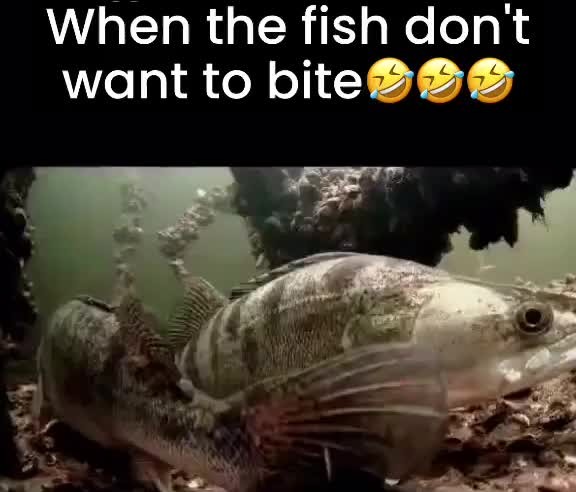 When the fish don't want to bite - Meme by LordEnemyFire :) Memedroid