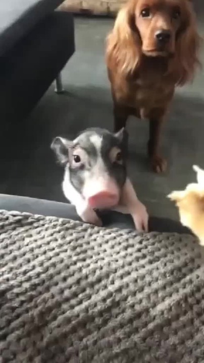 Cerdito - Meme subido por Fullstack :) Memedroid