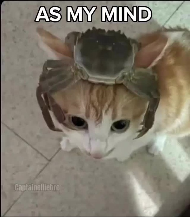 Dankest cat meme - Meme by SmugAnn :) Memedroid