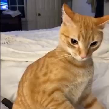 Gato - Meme by AtlasX :) Memedroid