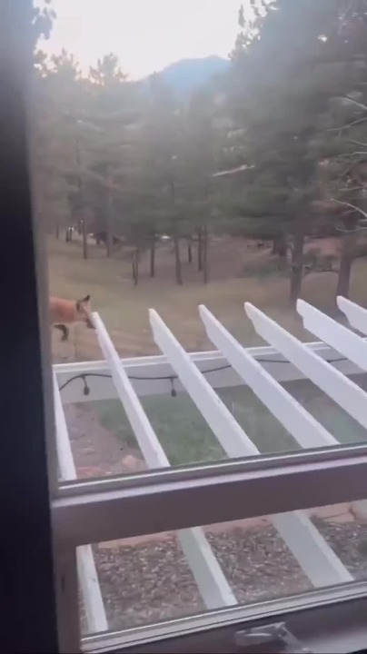 Dog hardware, cat software - Meme by DrachenSchwarz :) Memedroid