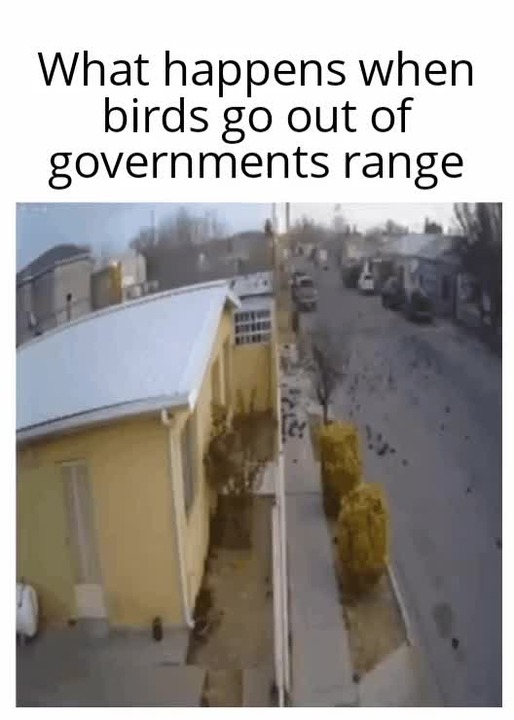 Birds - Meme by Heerovcutx :) Memedroid