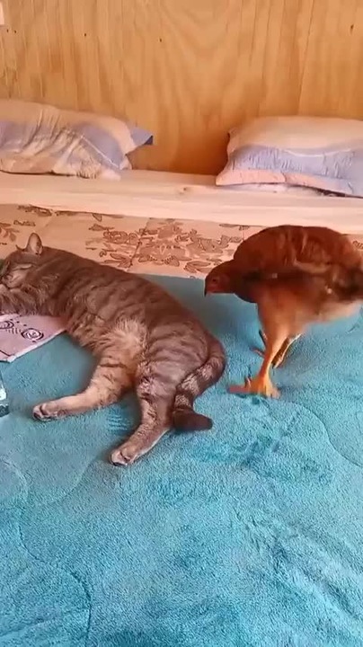 Chicken: Wake up kitty, we need to cook - Meme subido por RapBroadway ...