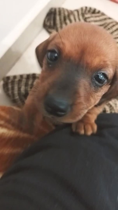 Perro lloron - Meme subido por MegaFan2008 :) Memedroid