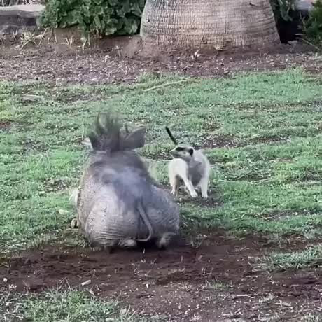 Timón y Pumba son canon - Meme subido por hok129 :) Memedroid