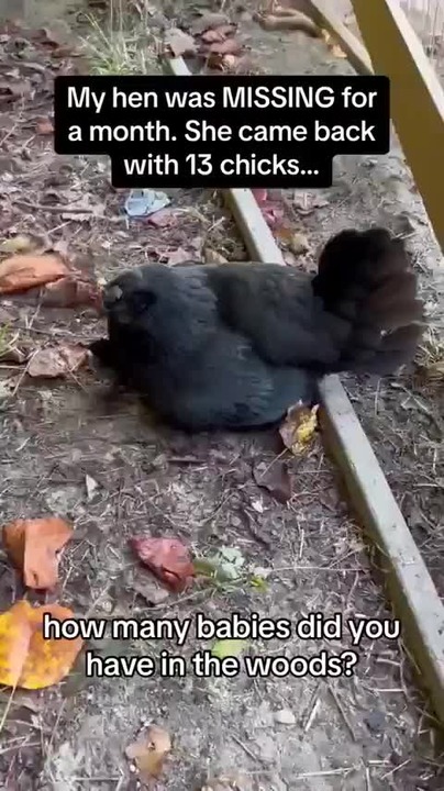 Hen vanished for a month, came back with 13 kids like nothing happened ...