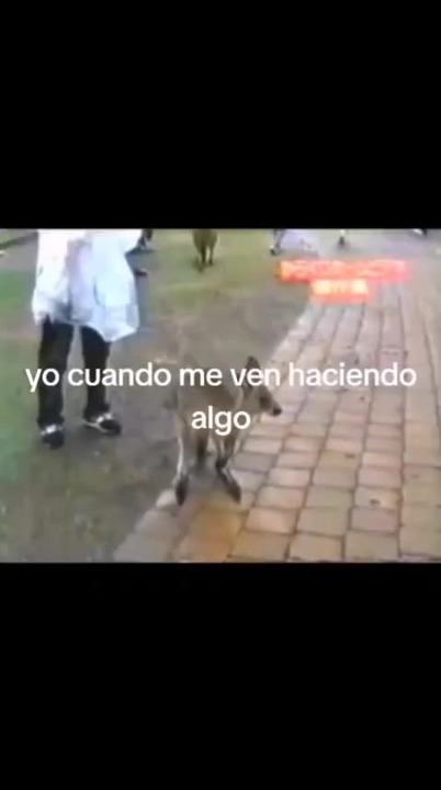 Memes de canguros para ser una persona feliz - Meme subido por TaRiSTAn ...