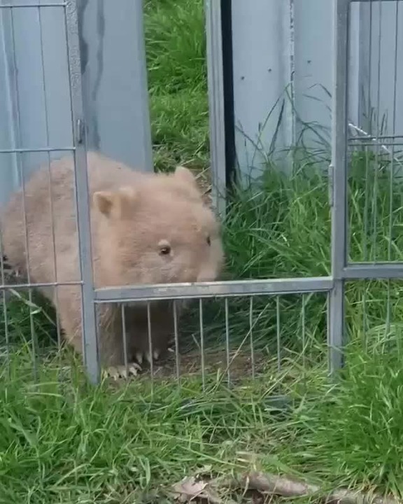 Baby Wombat Jump! - Meme by Elle1906 :) Memedroid