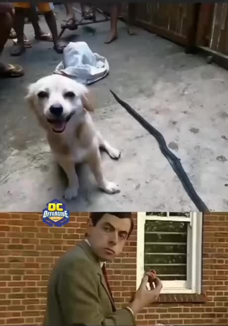 This doggo bravely fought a snake to protect its owner but was bitten ...